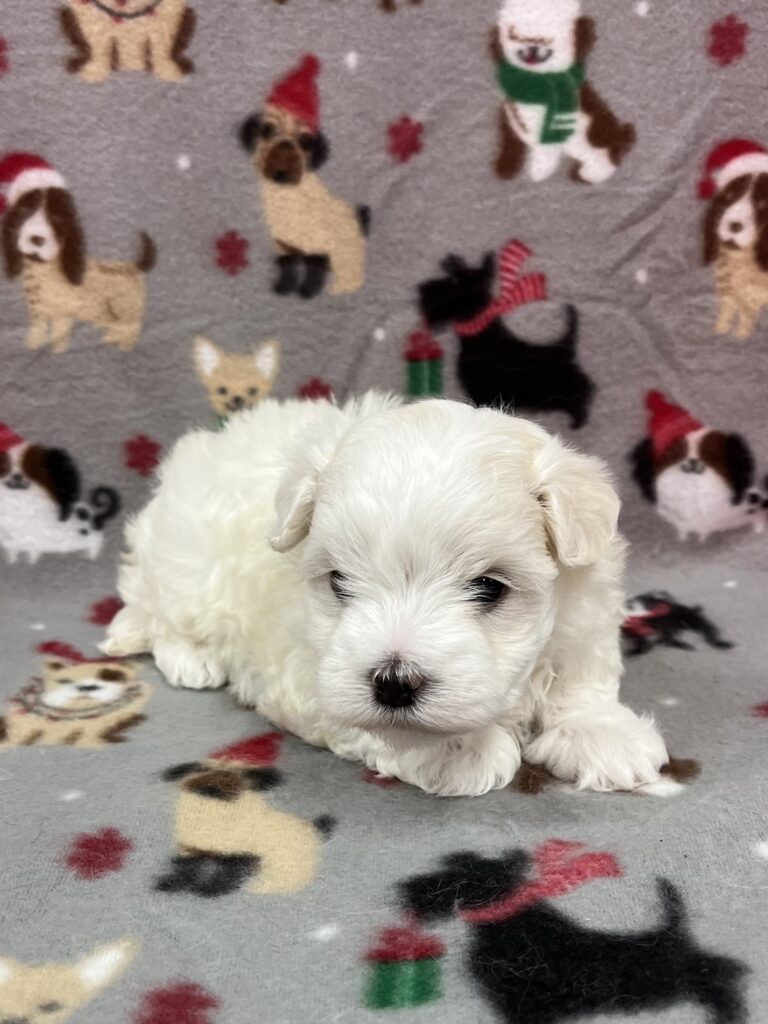 Available Puppies | B&LPets