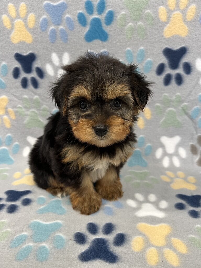 Available Puppies | B&LPets