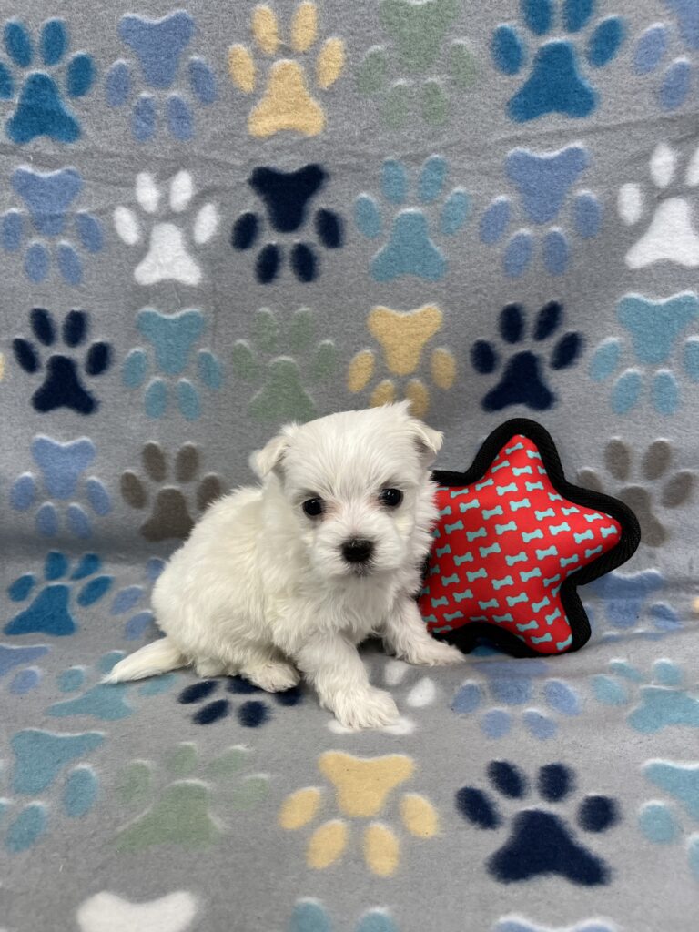 Available Puppies | B&LPets