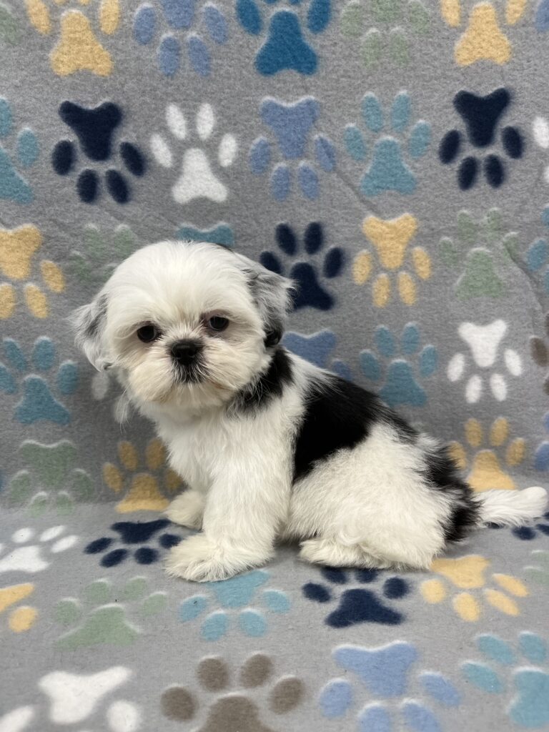 Available Puppies | B&LPets